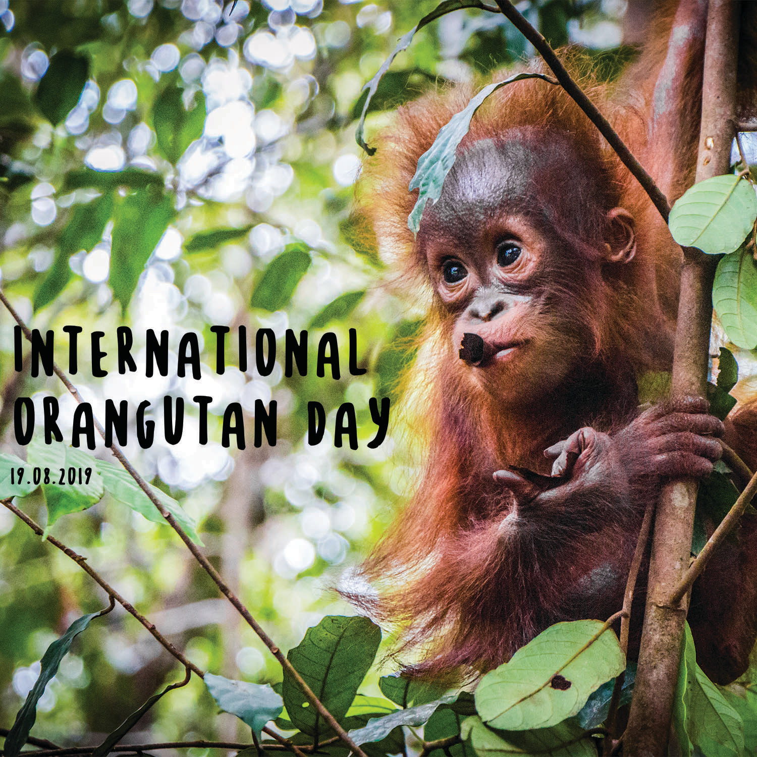Happy International Orangutan Day | newsXpress Blog